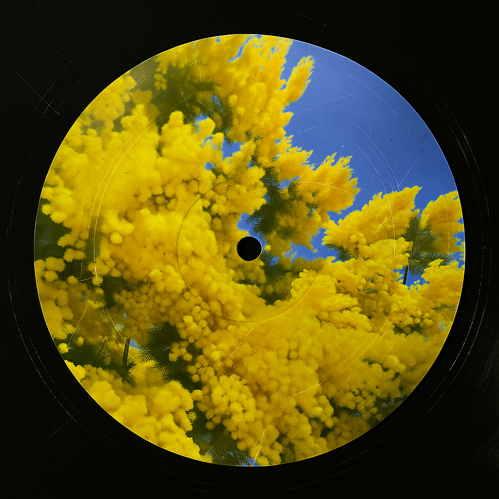 Mimosa 2000 (Pallace Remix) by Furacão 2000 | Free Download on Hypeddit