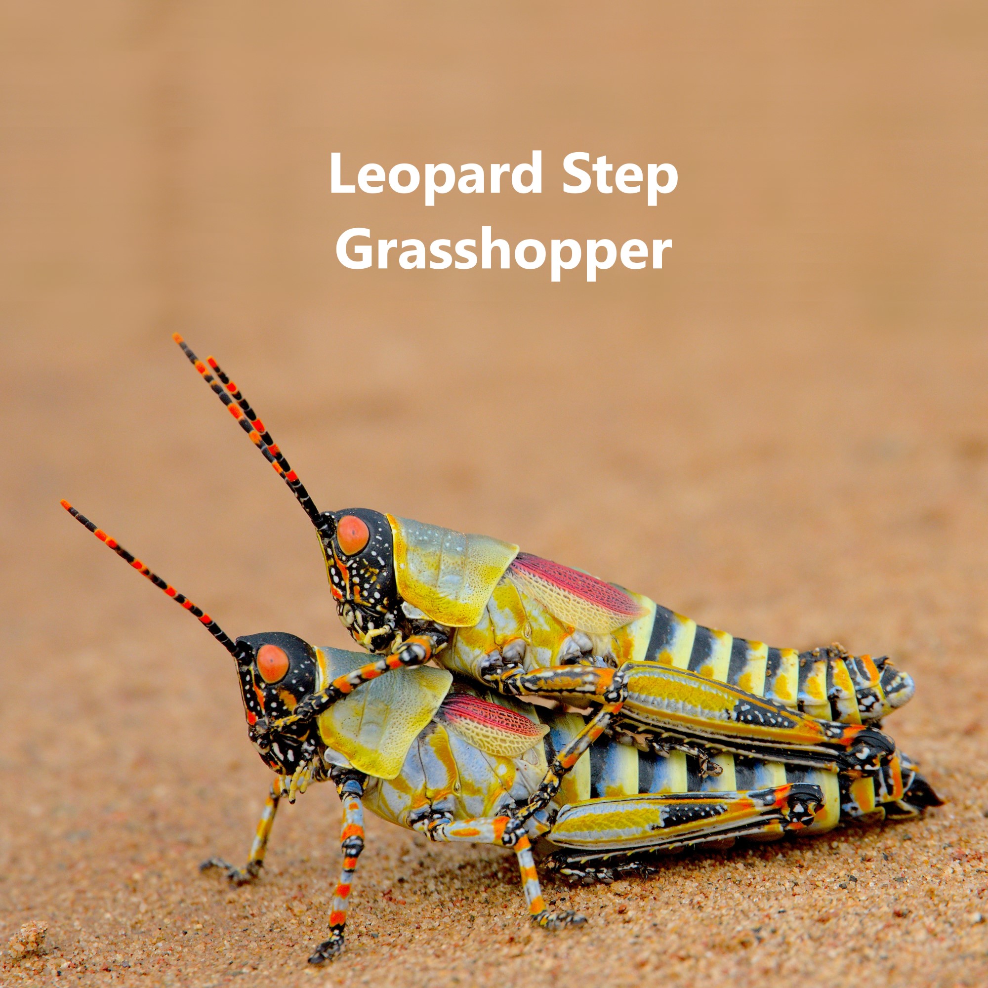 Grasshopper by Leopard Step