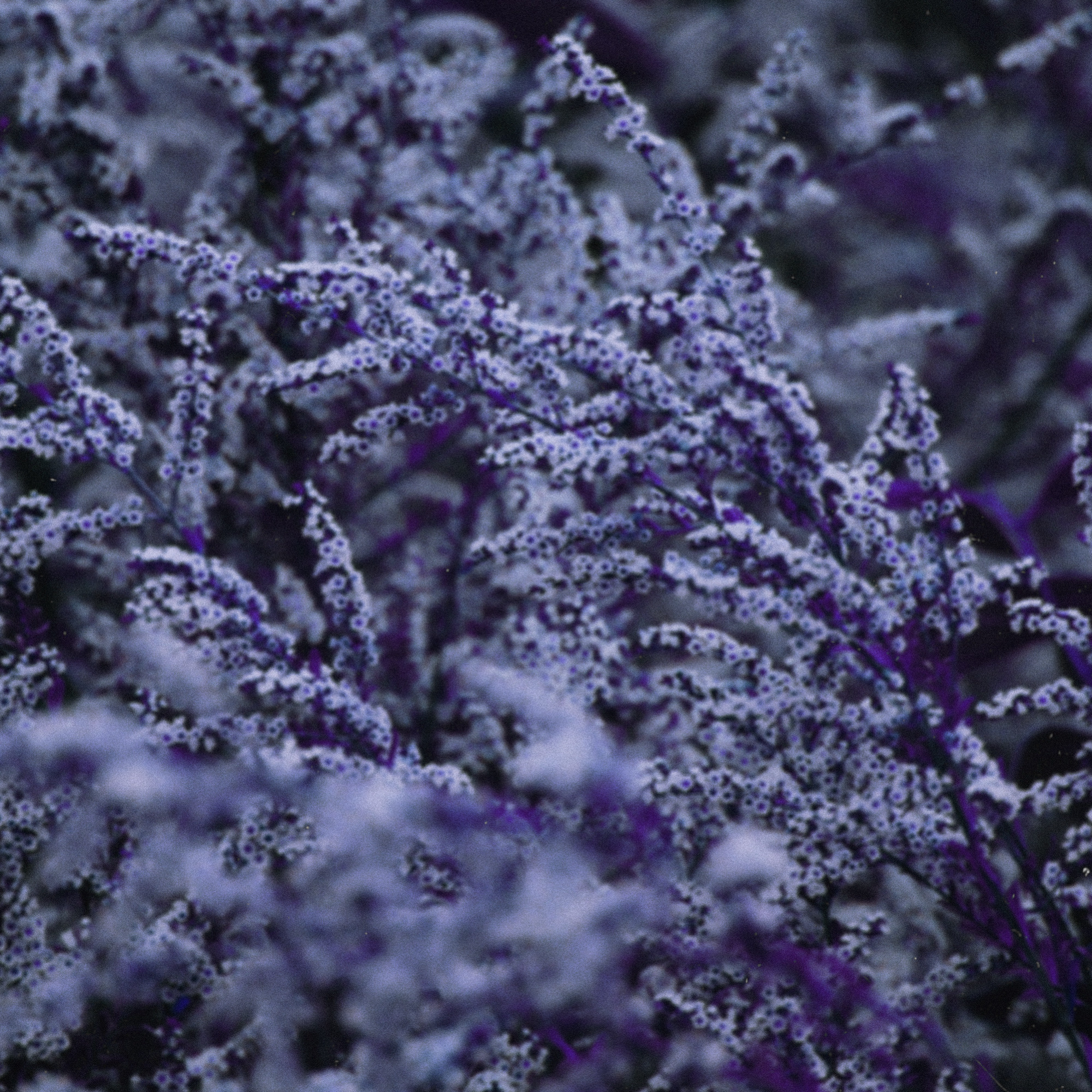 Vibrations (Original mix) by Shedz | Free Download on Hypeddit