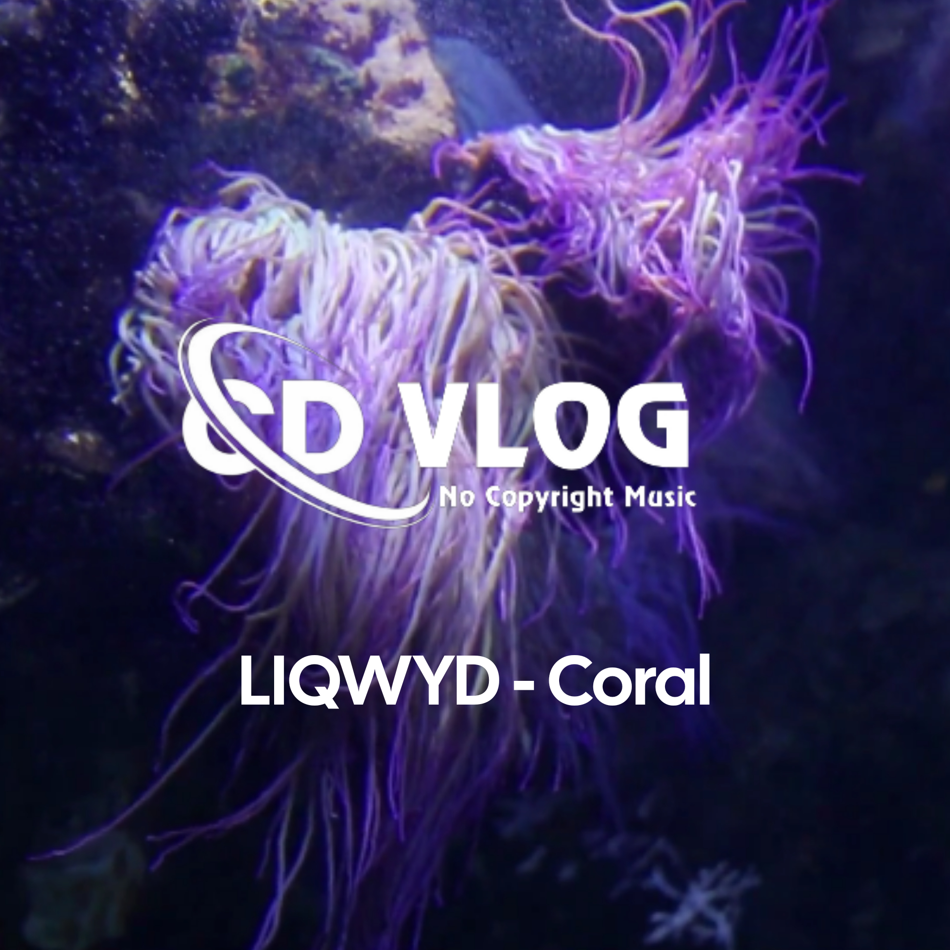 LIQWYD - Coral by CD VLOG No Copyright Music | Free Download on Hypeddit