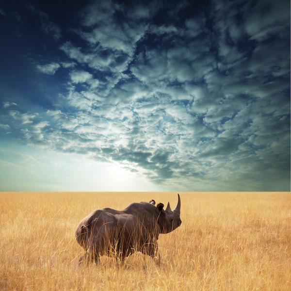 Walking With Rhinos By PVC Mandidextrous Jump Up Remix by MANDIDEXTROUS ...