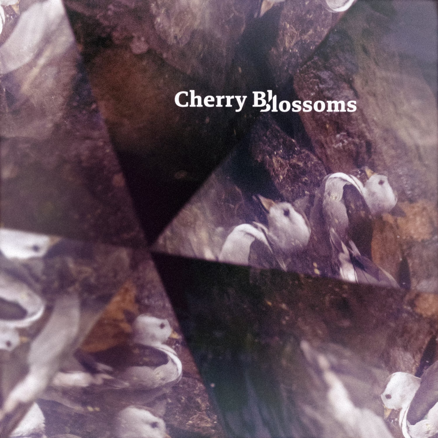 Cherry Blossoms by Gooseberry