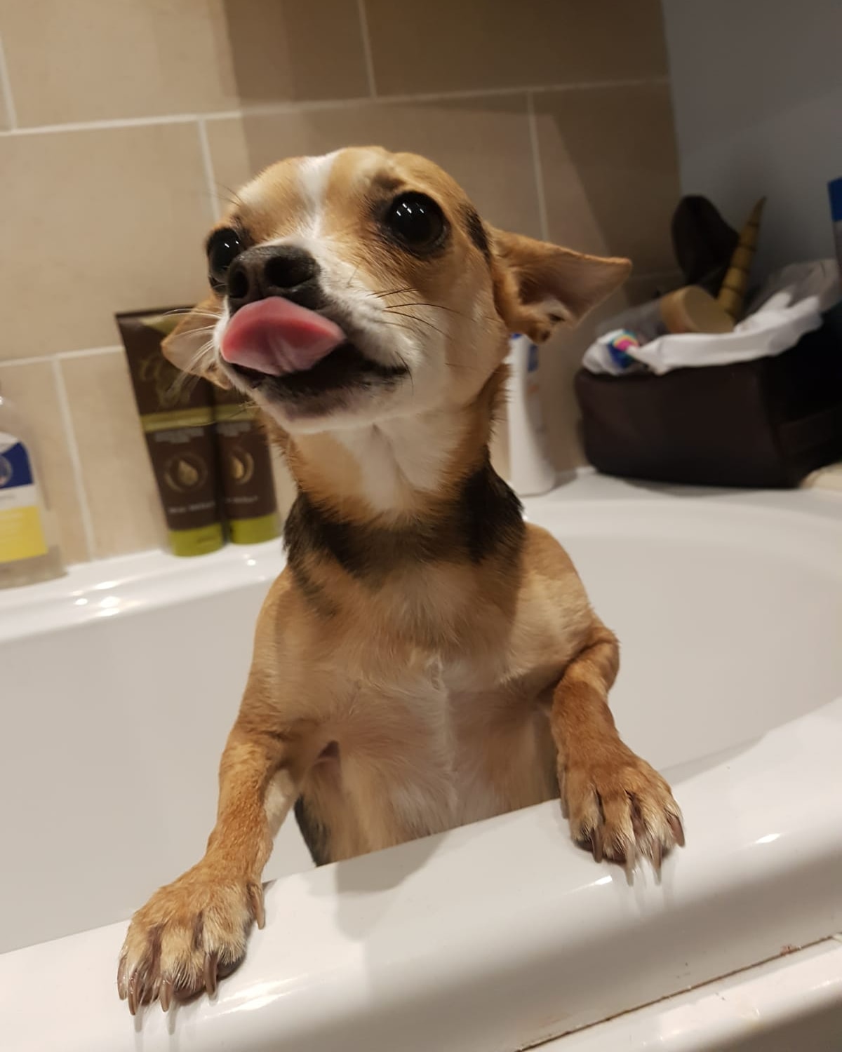 Lorem Ipsum & Liv Knight - Being Meat by Liv Knight | Free Download on ...