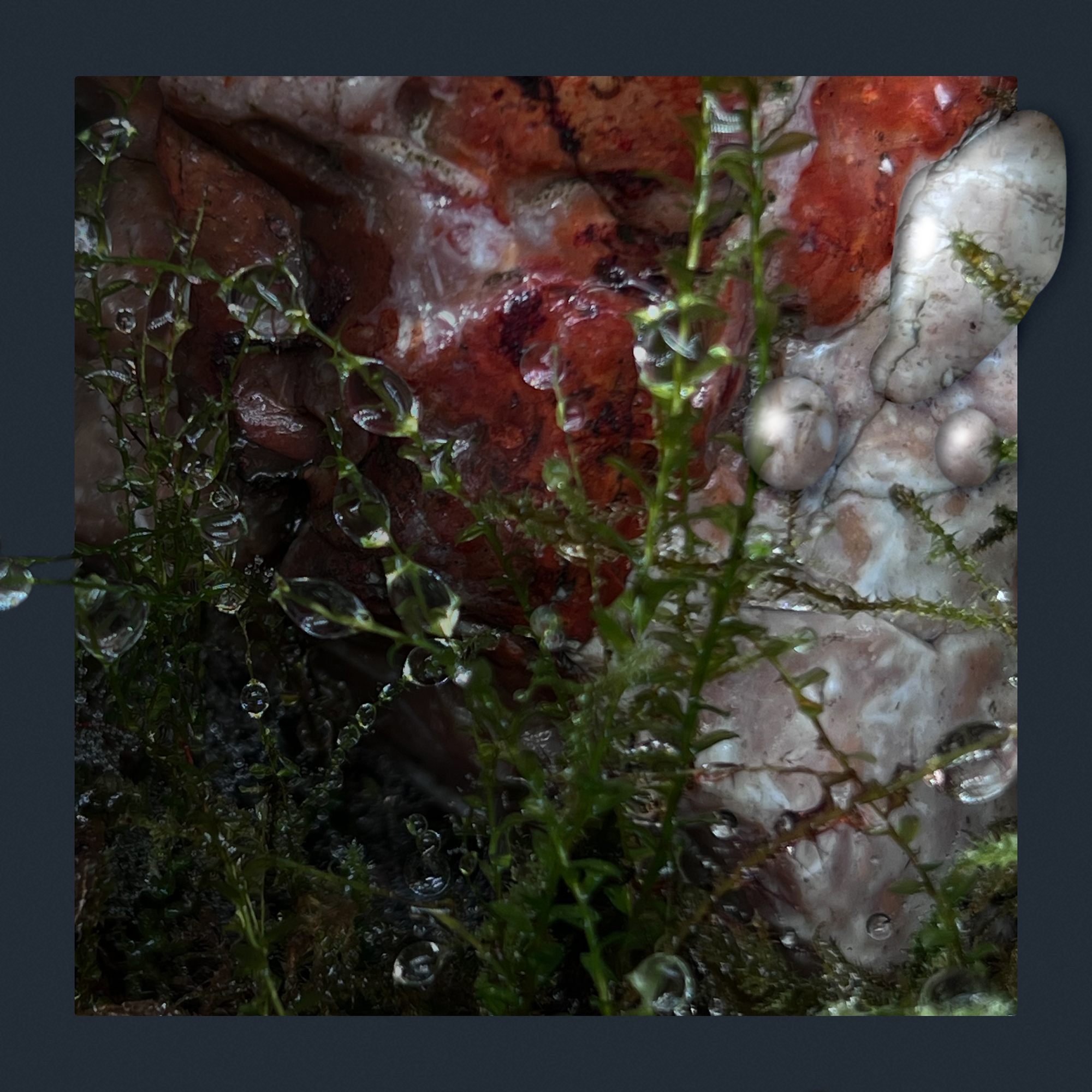 Close Vicinity by Inclamé